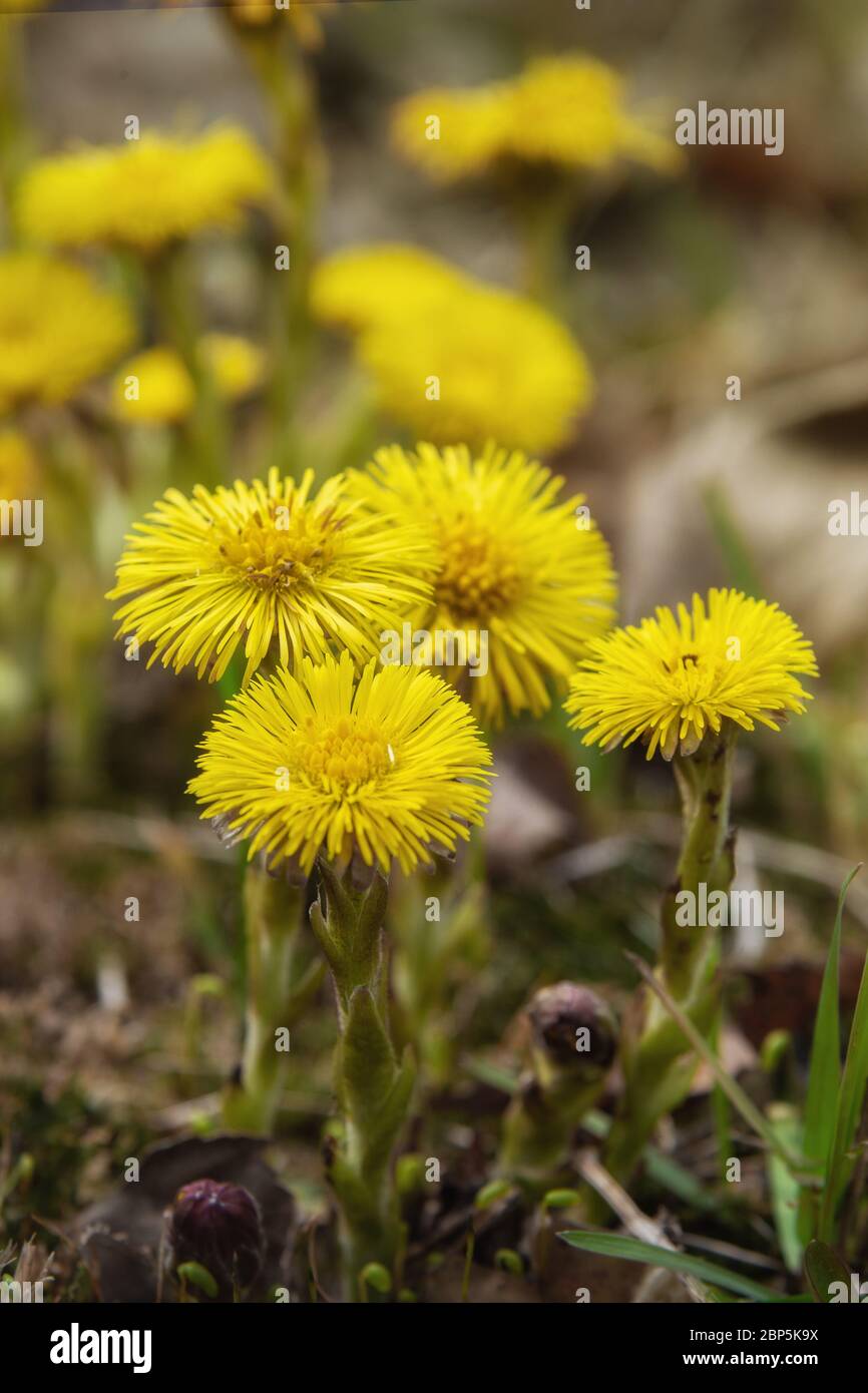 Yellow Coltsfoot Flower Or Tussilago Farfara Stock Photo Alamy Yellow Coltsfoot Flower Or Tussilago Farfara Stock Photo Alamy
