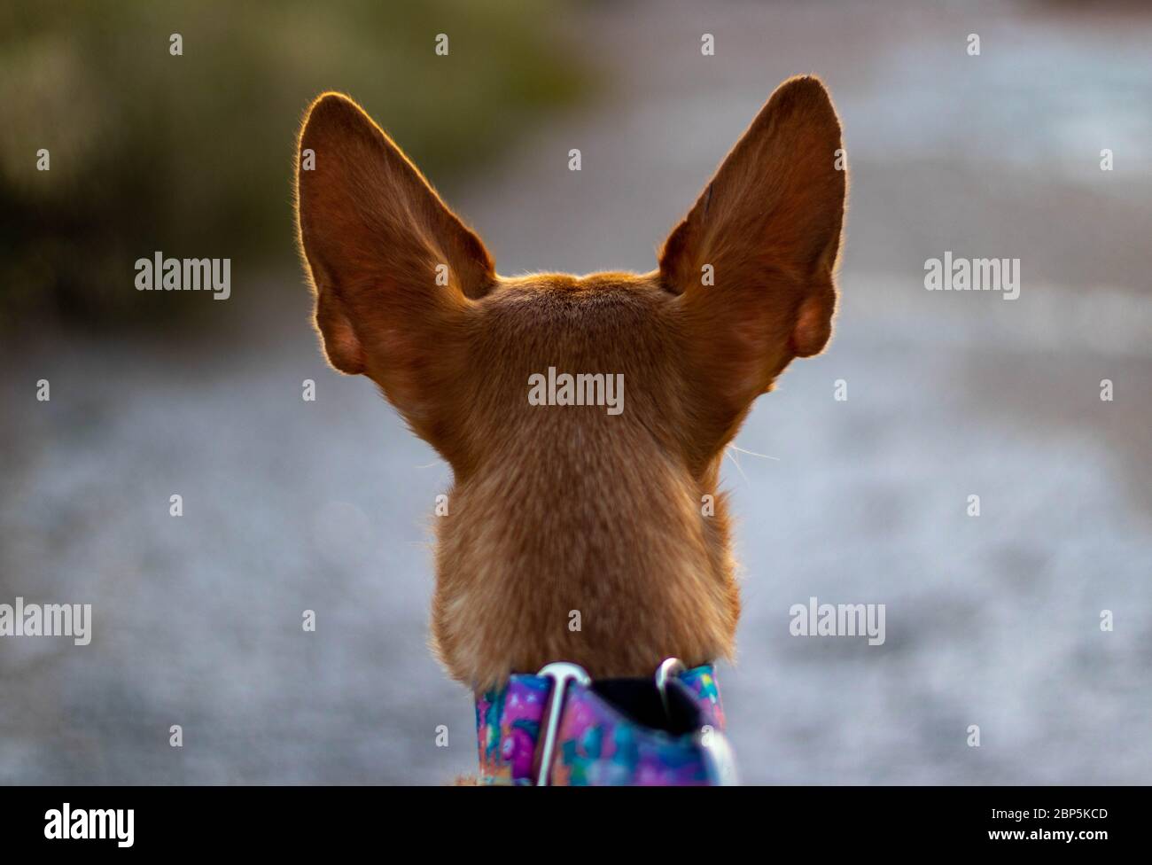 beautiful dog posing for the camera Stock Photo - Alamy