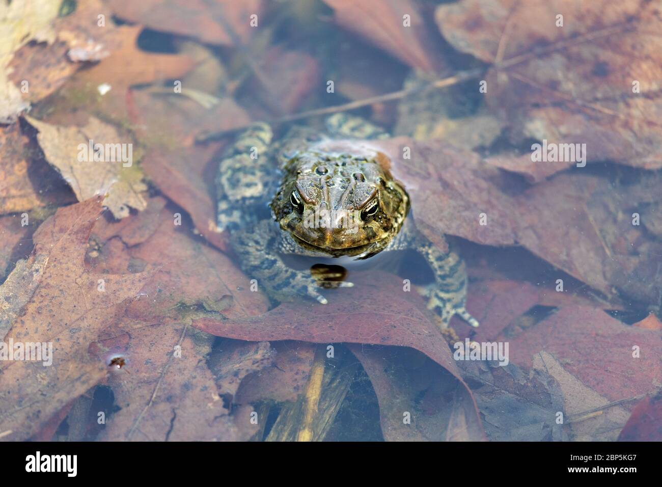 Toad in Lake Starker at Crapo Park in Burlington, Iowa Stock Photo - Alamy