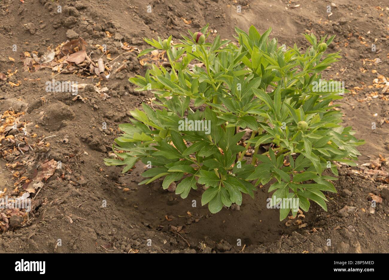 Peony budding hi-res stock photography and images - Alamy