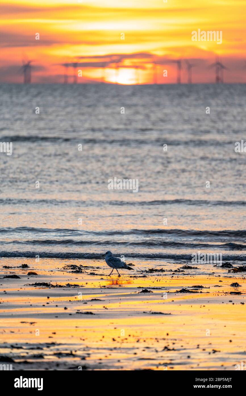 Viking gull hi-res stock photography and images - Alamy