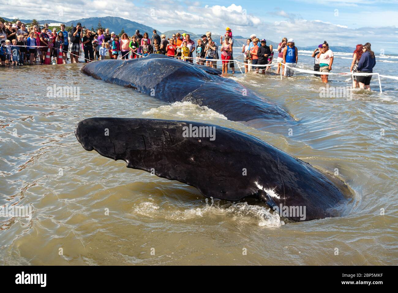Sperm whale new zealand hi-res stock photography and images - Alamy