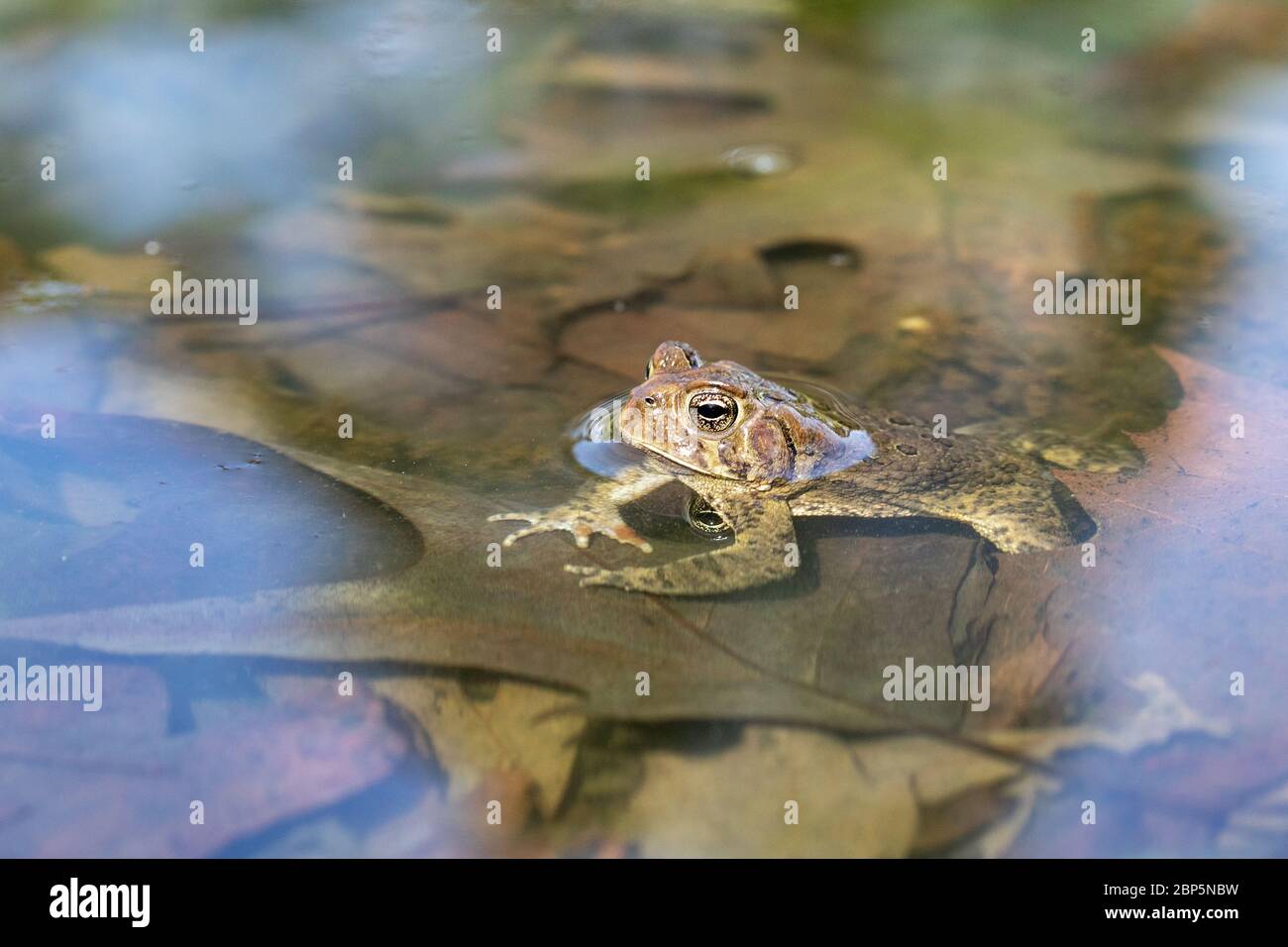 Toad in Lake Starker at Crapo Park in Burlington, Iowa Stock Photo - Alamy