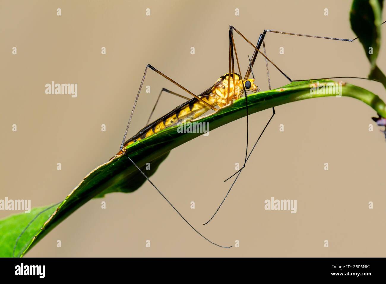 Crane fly on a leaf Stock Photo - Alamy