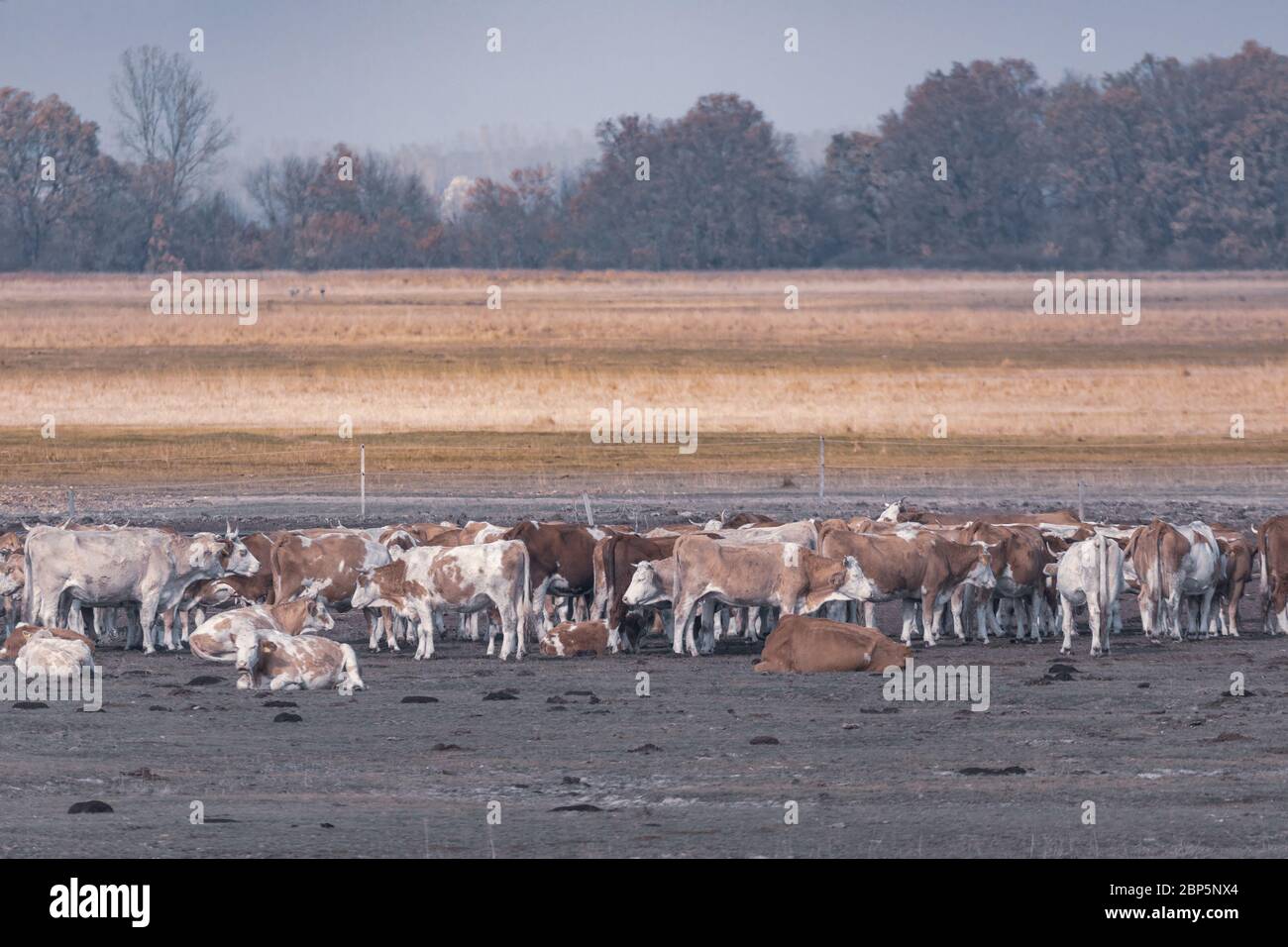 traditional hungarian cattle in Hortobagy National Park, Hungary ...
