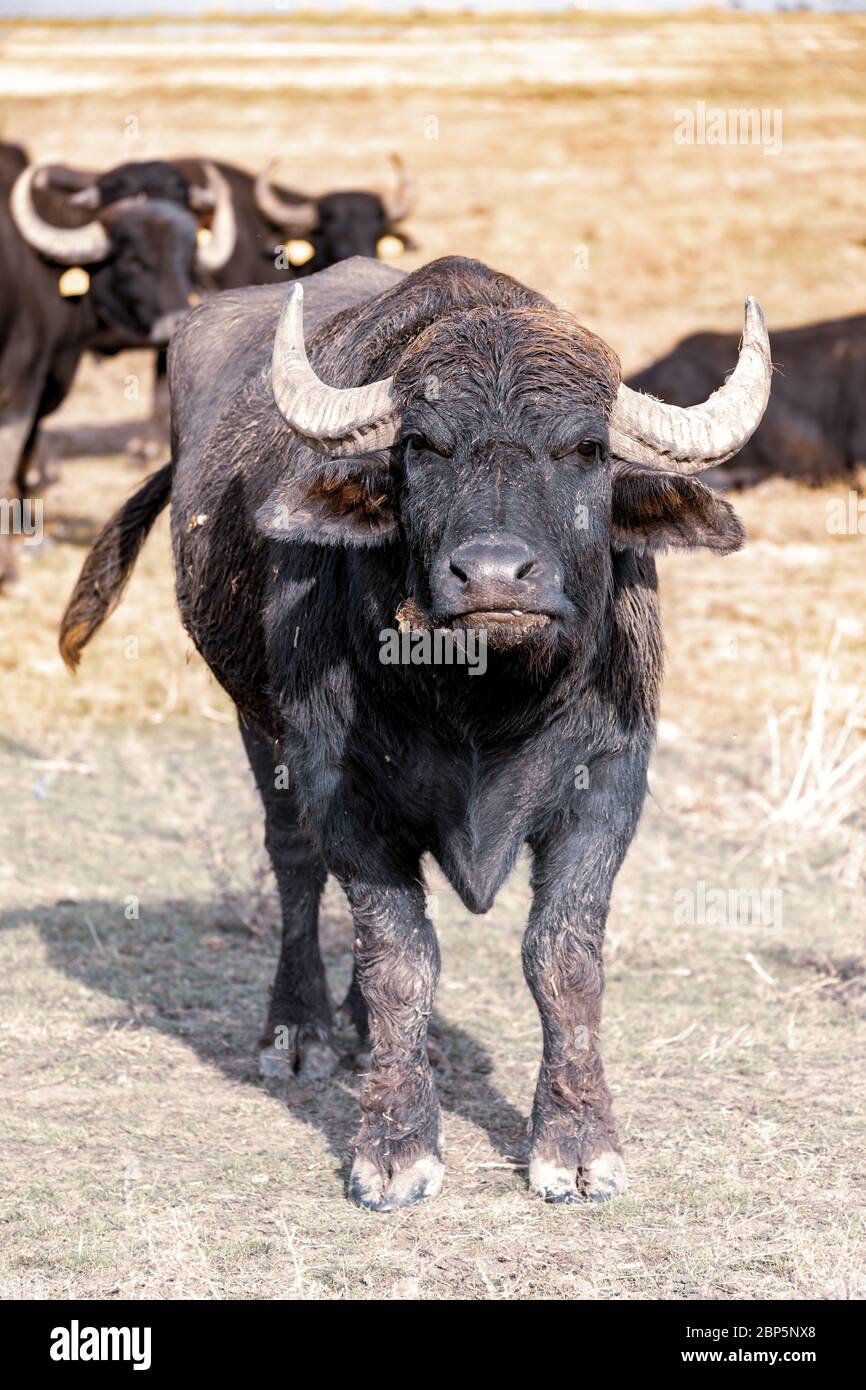 The Biggest Bull In The World