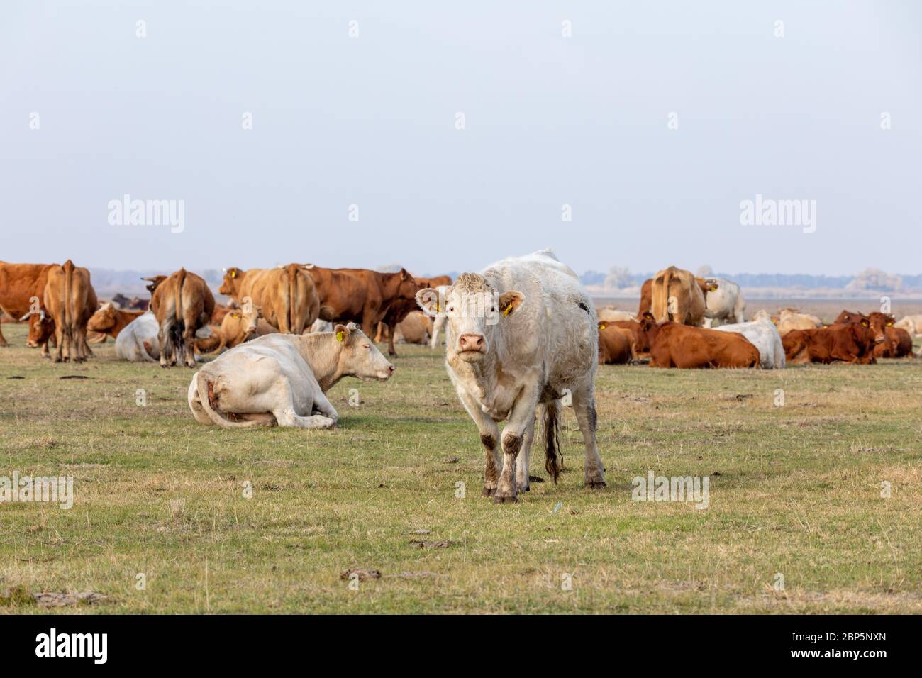 traditional hungarian cattle in Hortobagy National Park, Hungary ...