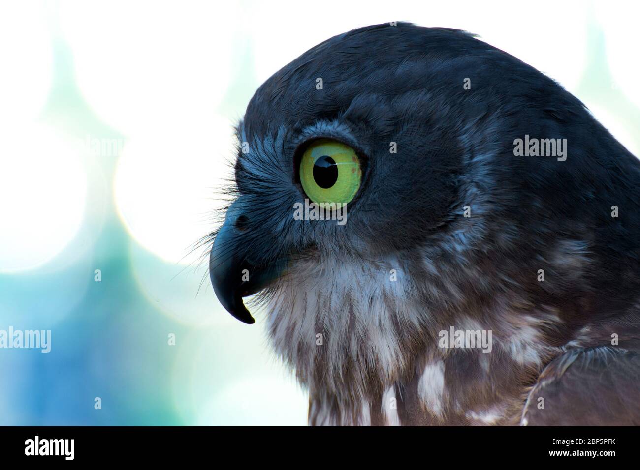 Sharp eye of a night Australian owl Stock Photo - Alamy