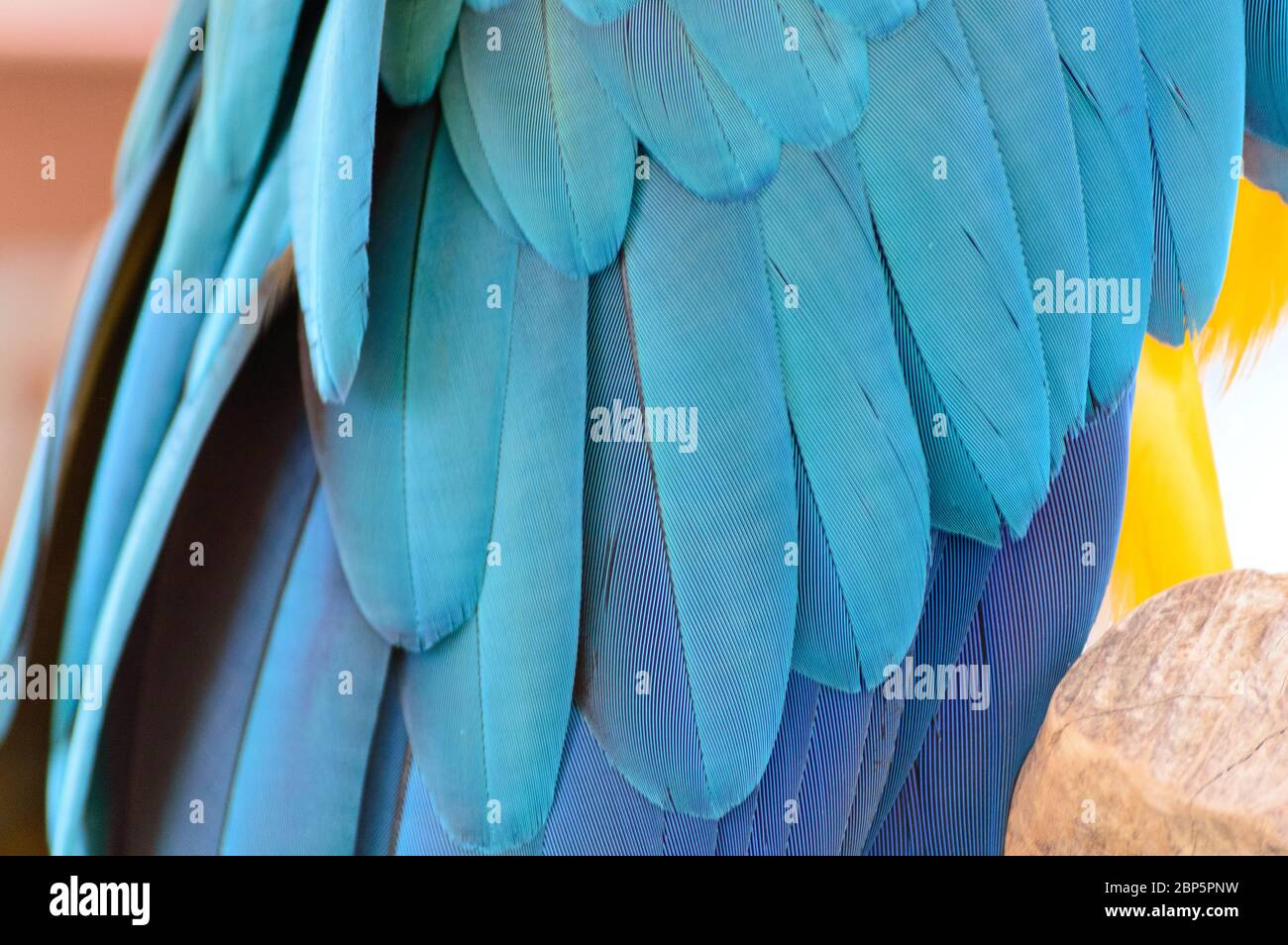 Elegant macro natural texture of the feathers of a blue and yellow ...