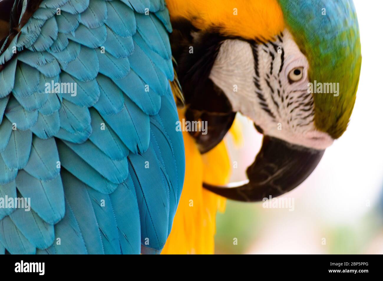 Blue and yellow macaw parrot arranging its colorful feathers Stock ...