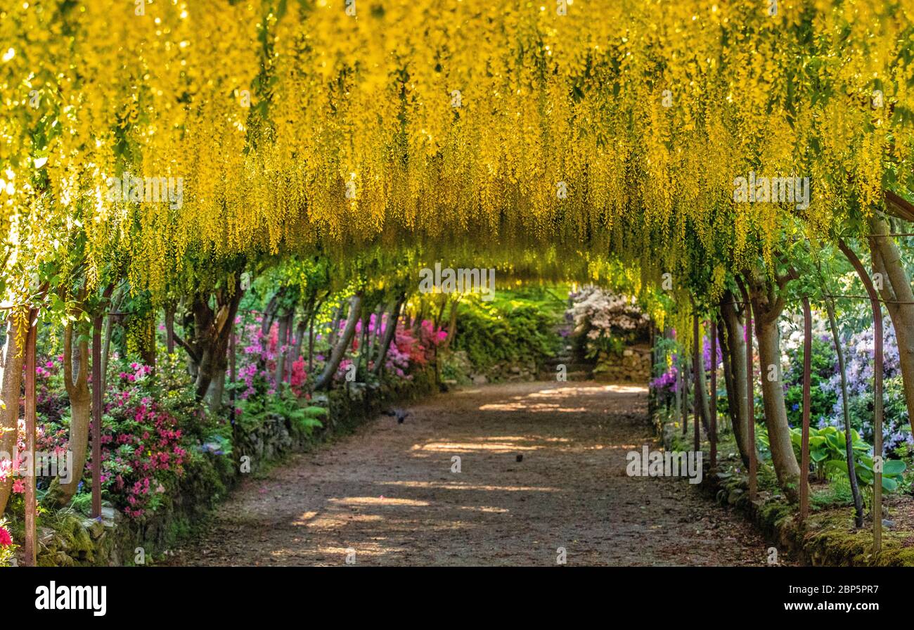 The golden laburnum arch at the National Trust's Bodnant Gardens near ...