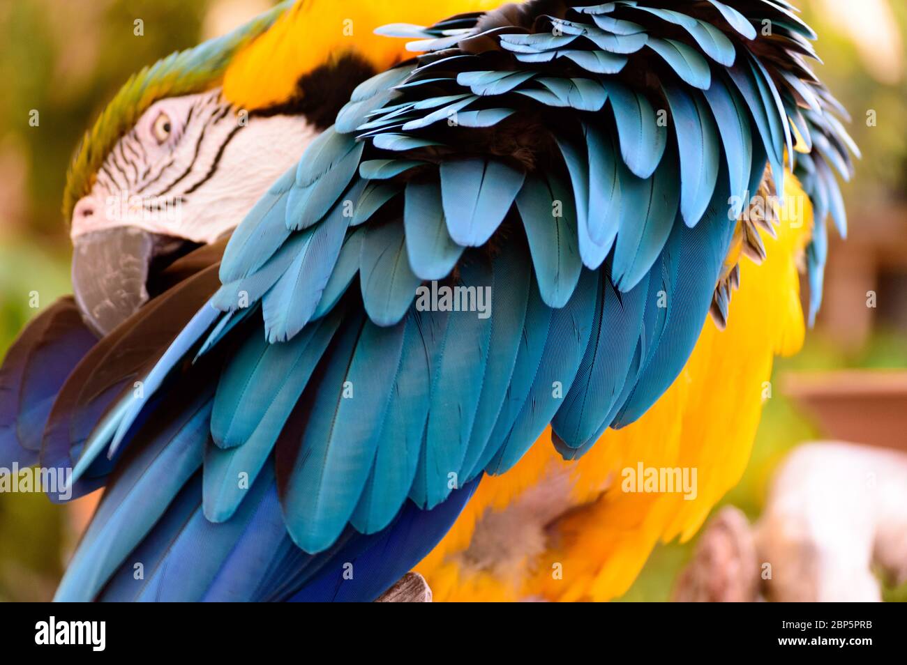 Blue and yellow macaw parrot arranging its colorful feathers Stock ...