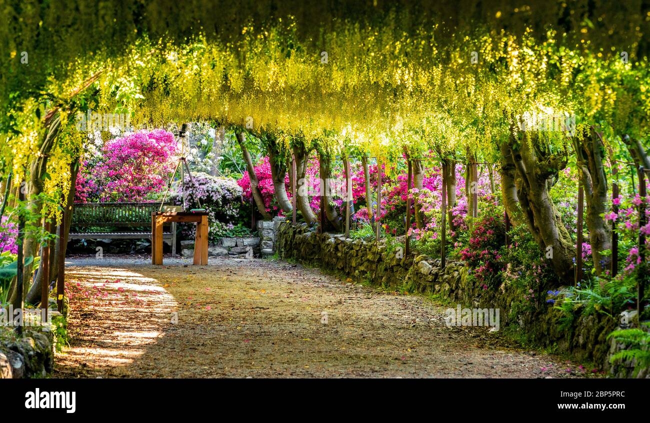 Bodnant gardens laburnum arch hi-res stock photography and images - Alamy
