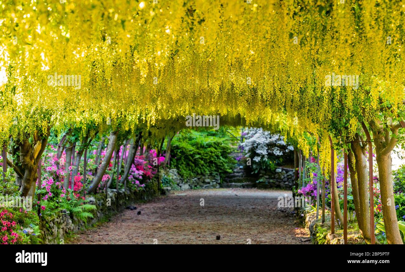 The golden laburnum arch at the National Trust's Bodnant Gardens near ...