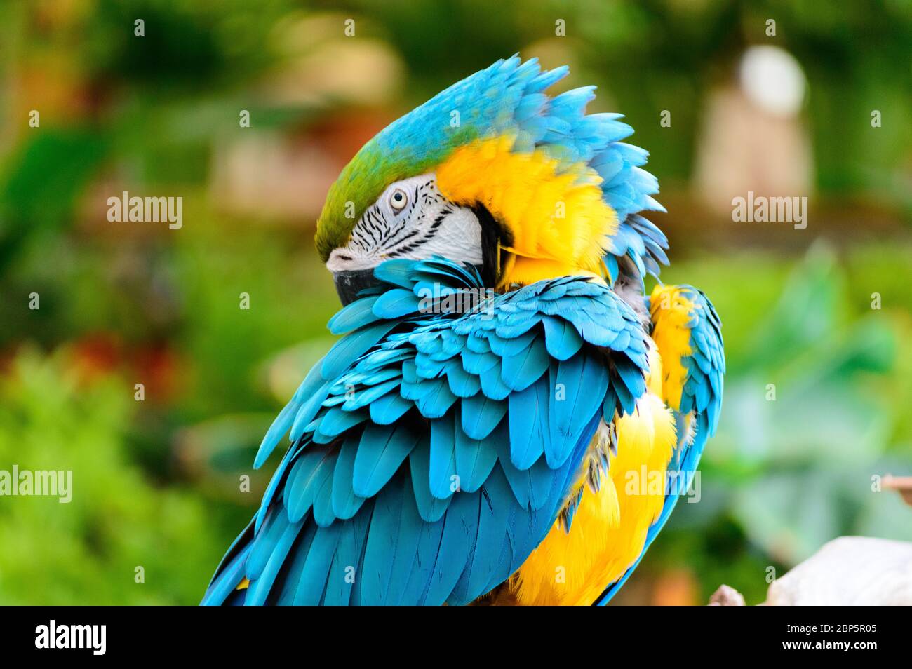 Blue and yellow macaw parrot arranging its colorful feathers Stock ...