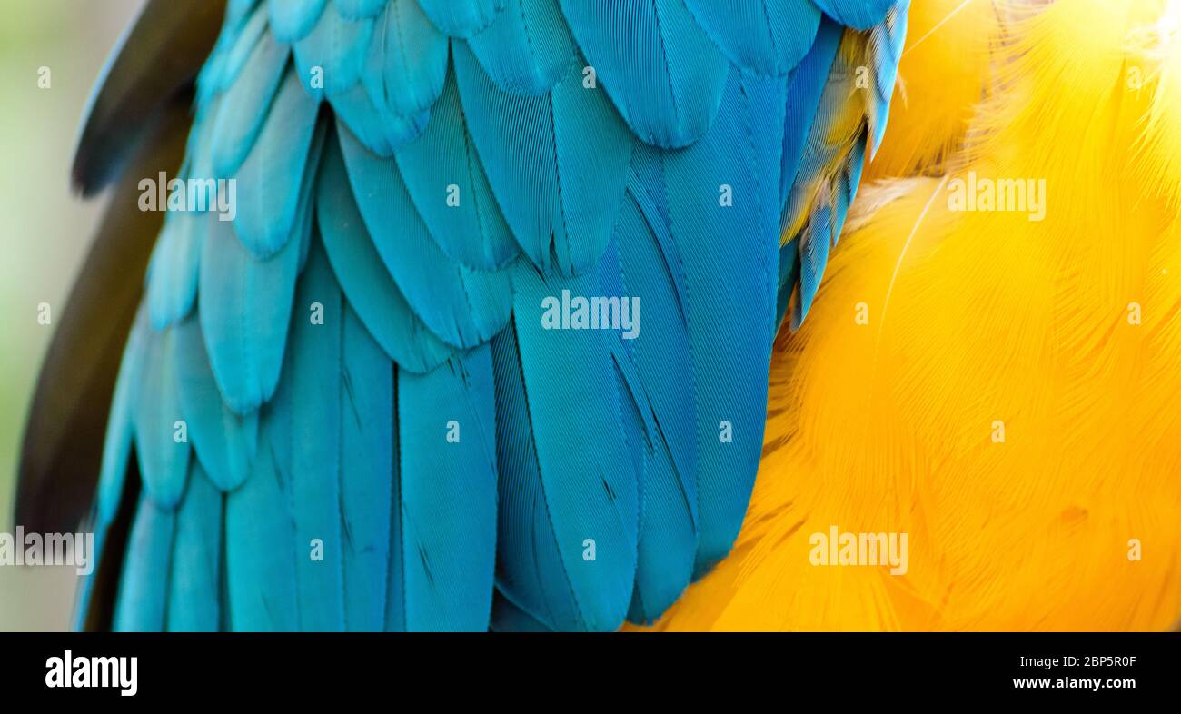 Elegant macro natural texture of the feathers of a blue and yellow ...