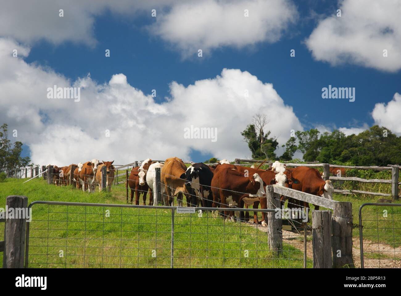 Agriculture ecology farm in Australia with cows Stock Photo - Alamy