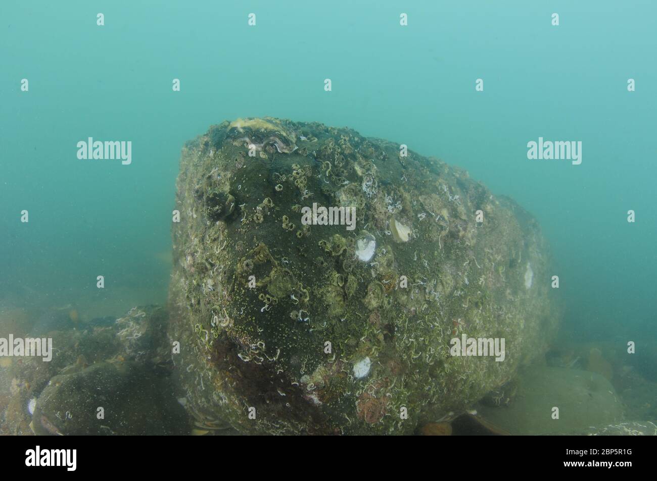 Large boulder covered with barnacles and sea shells in murky water ...