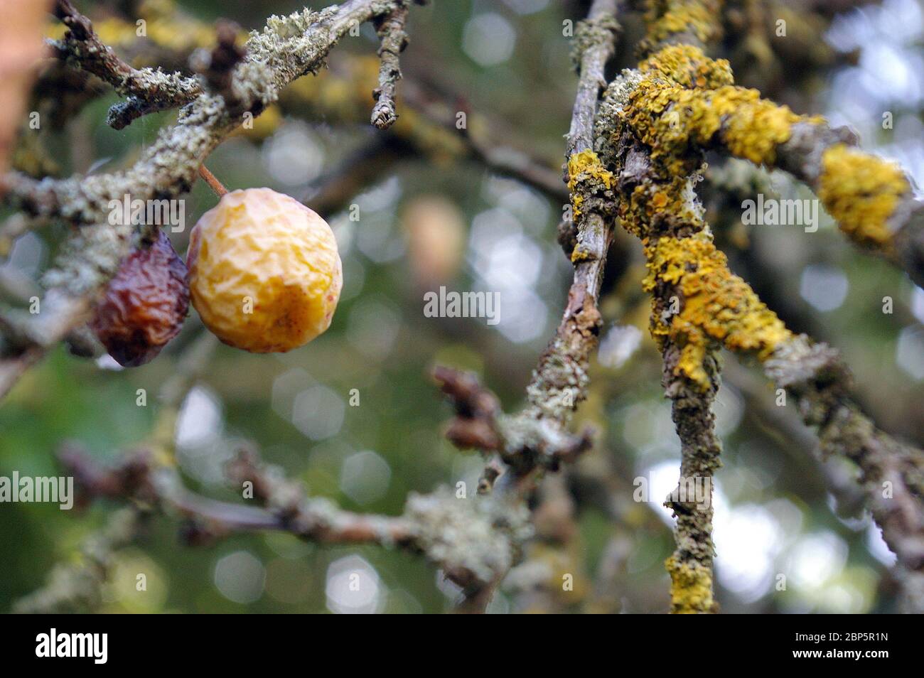 An old plum tree hi-res stock photography and images - Alamy