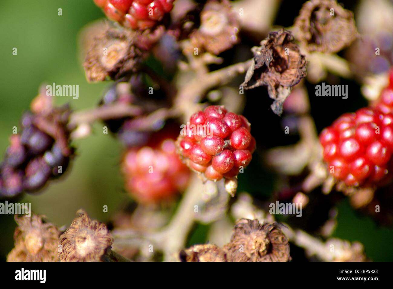 Native berry picking hi-res stock photography and images - Alamy