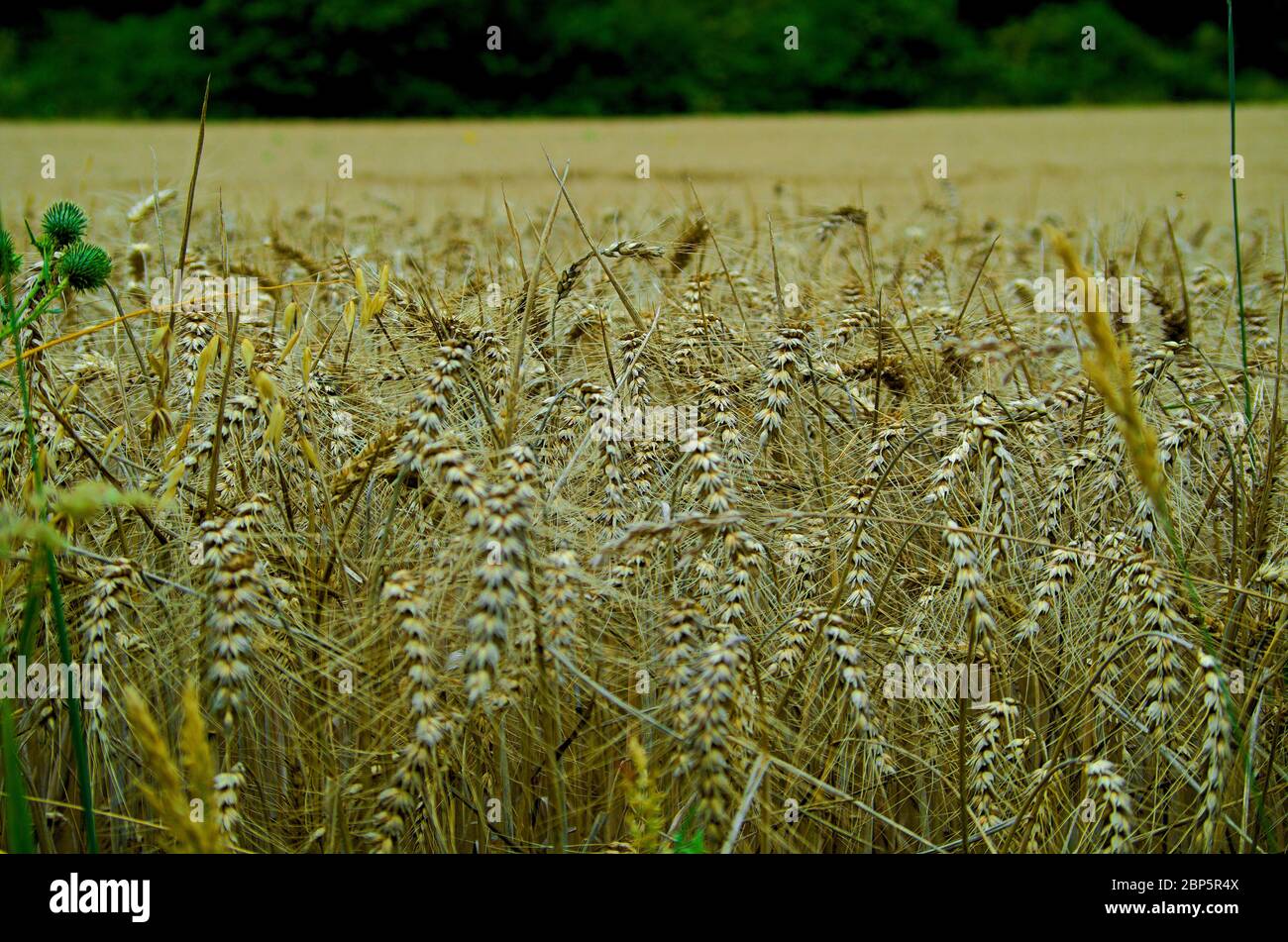 Wheat field in central France, awaiting harvesting Stock Photo - Alamy