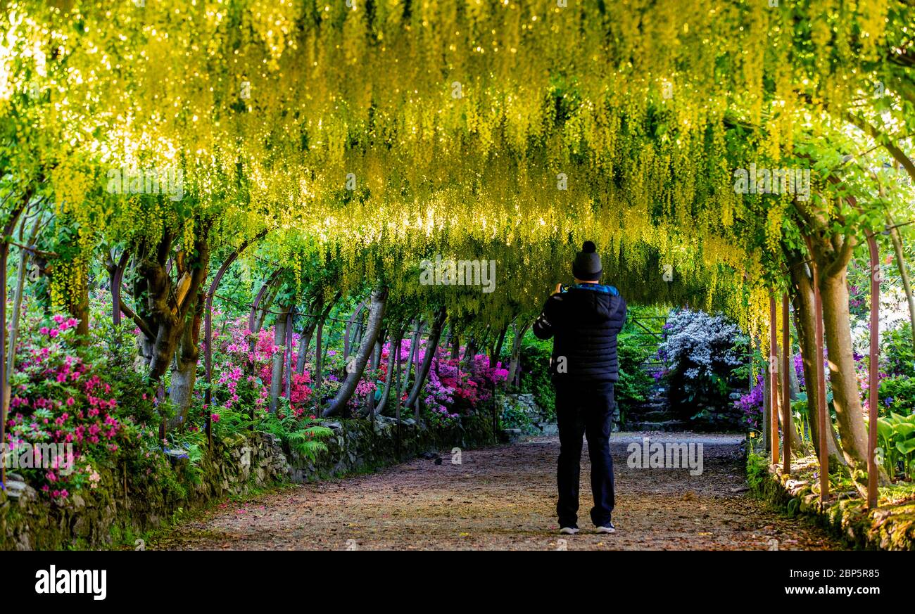 Bodnant gardens laburnum arch hi-res stock photography and images - Alamy