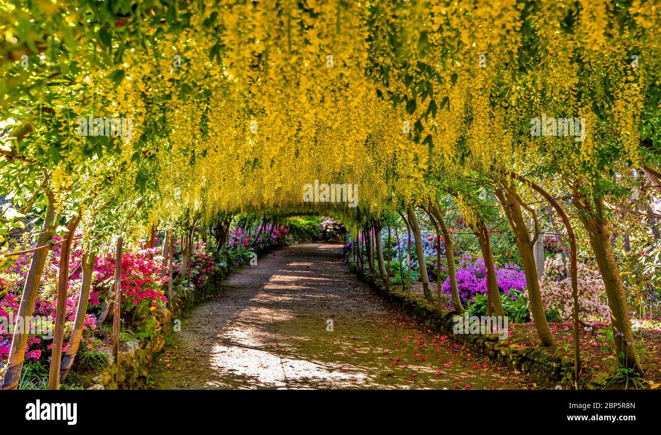 The golden laburnum arch at the National Trust's Bodnant Gardens near ...