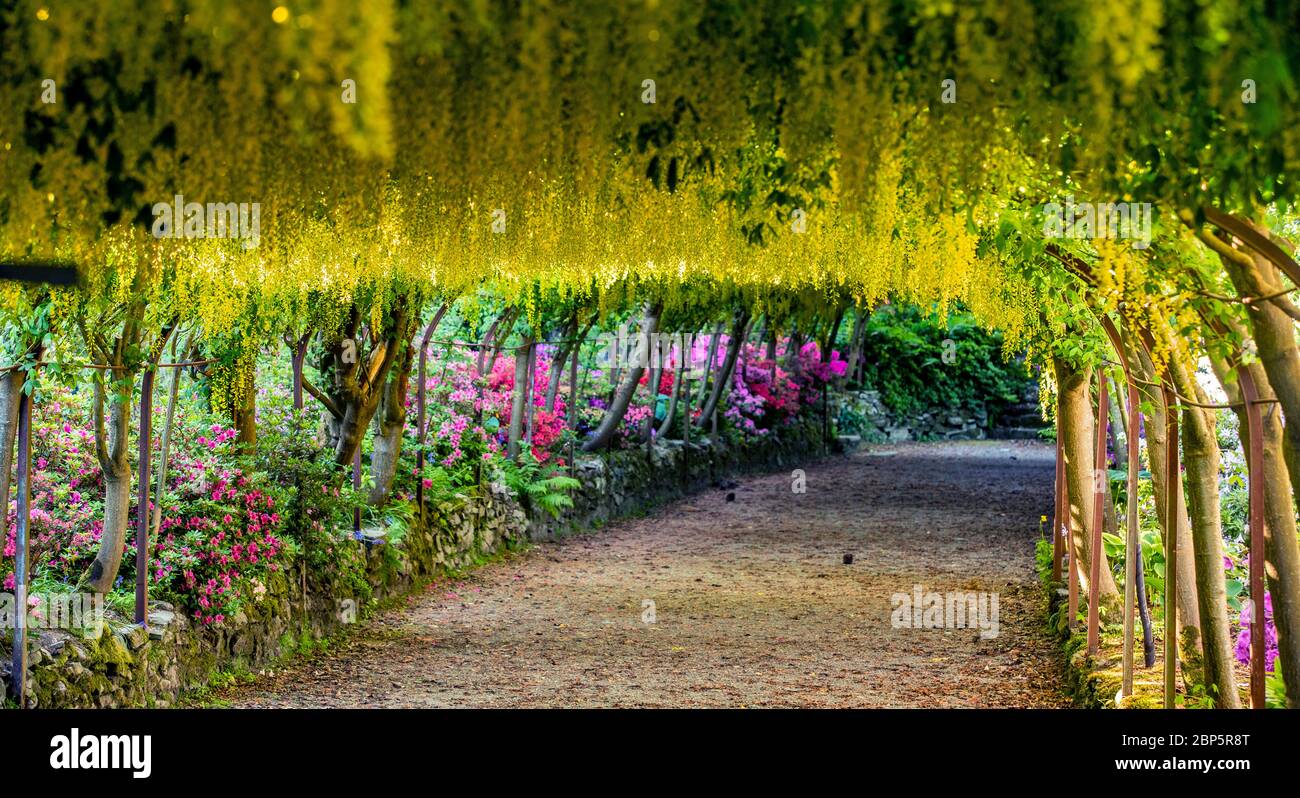 The golden laburnum arch at the National Trust's Bodnant Gardens near ...