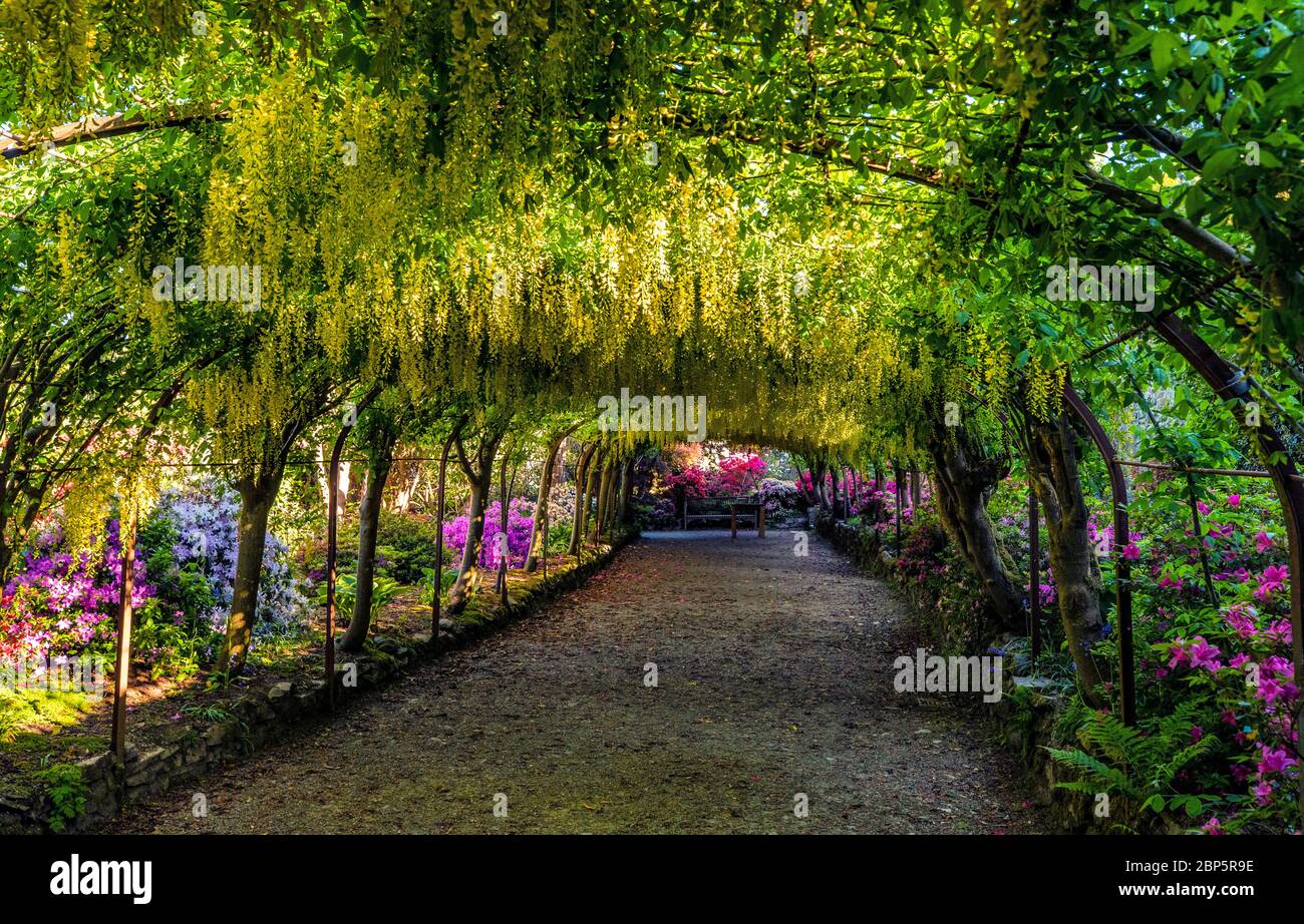 The golden laburnum arch at the National Trust's Bodnant Gardens near ...