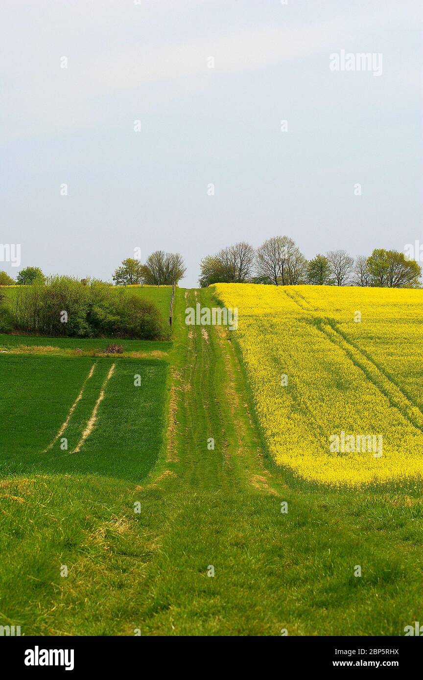Farm track up the hill in the Indre region of France Stock Photo - Alamy