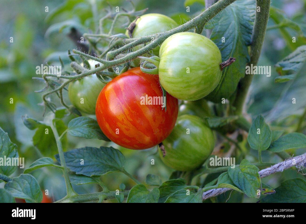 Heritage tomatoes on vine hi-res stock photography and images - Alamy
