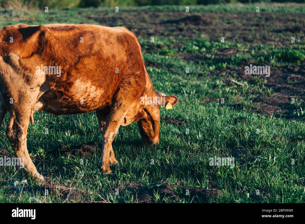 A beautiful cow grazes on the field, the cow eats fresh green grass, a ...