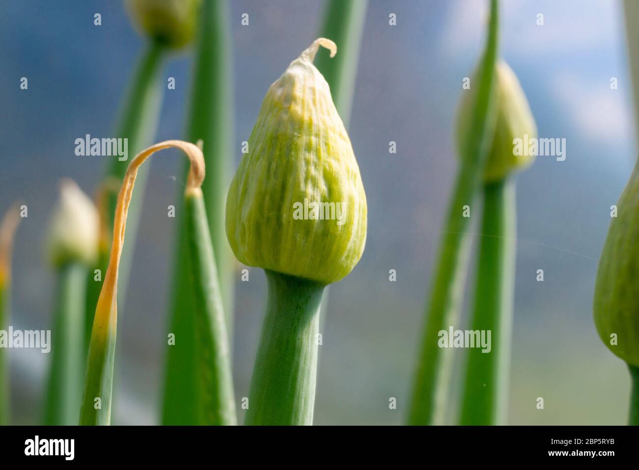 Green onion flower buds opening in close up Stock Photo - Alamy