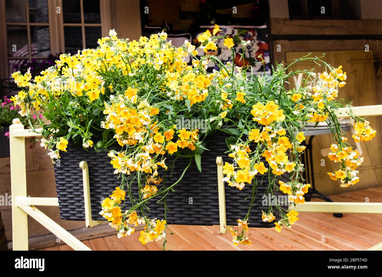 Yellow lobelia in the summer. Flowers in a hanging pot. Decoration of ...