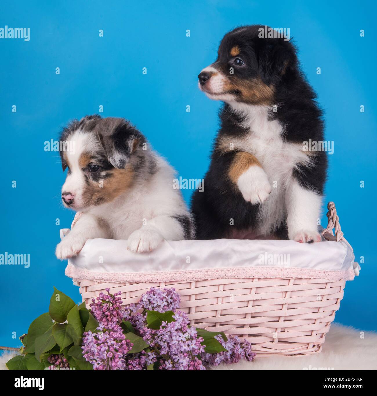 Blue merle tri colour australian shepherd hi-res stock photography and ...
