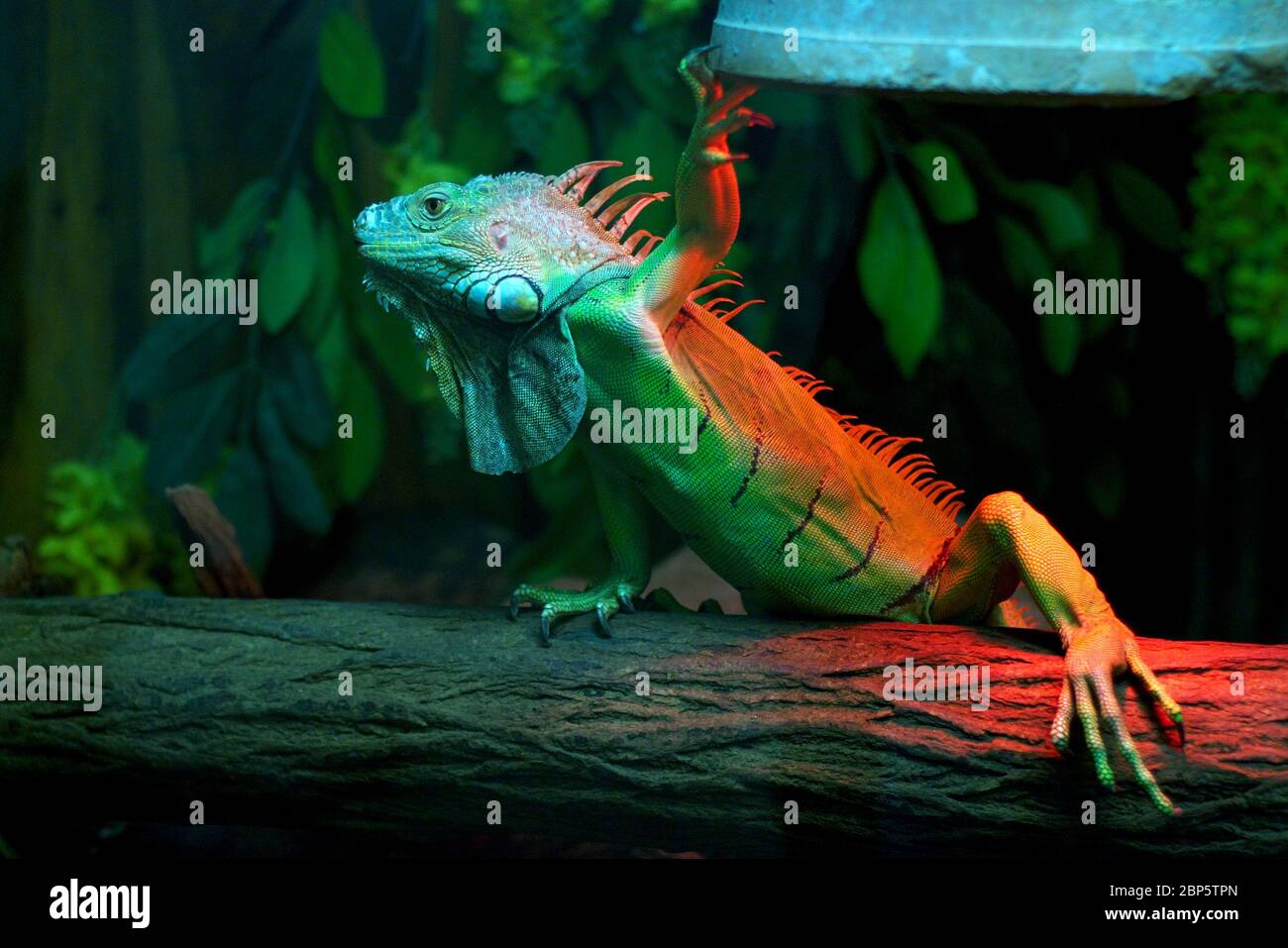 Night of the iguana hi-res stock photography and images - Alamy