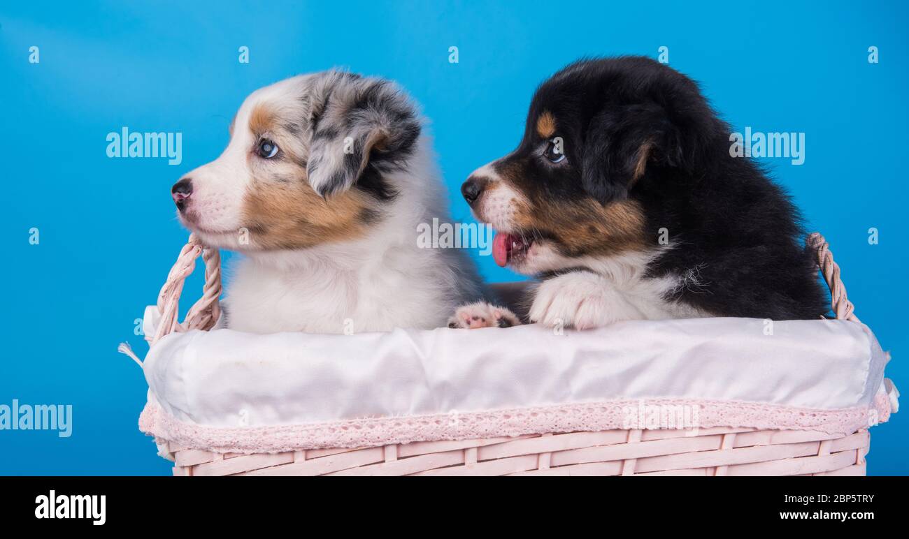 Two Australian Shepherd tan and merle puppies Stock Photo - Alamy