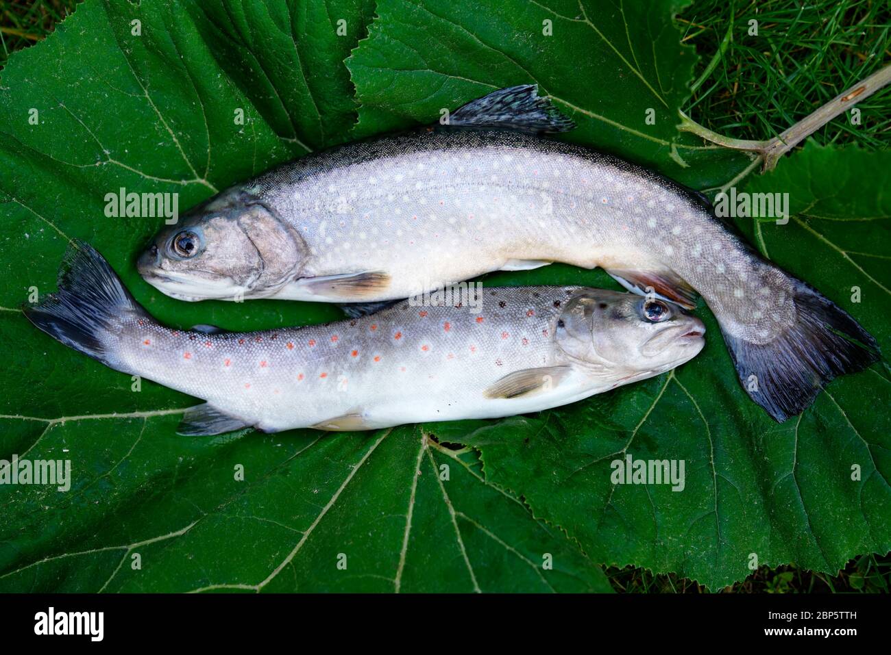 Cooking and death hi-res stock photography and images - Alamy