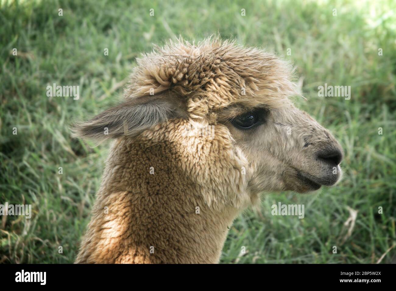 Lama lama people australia hi-res stock photography and images - Alamy