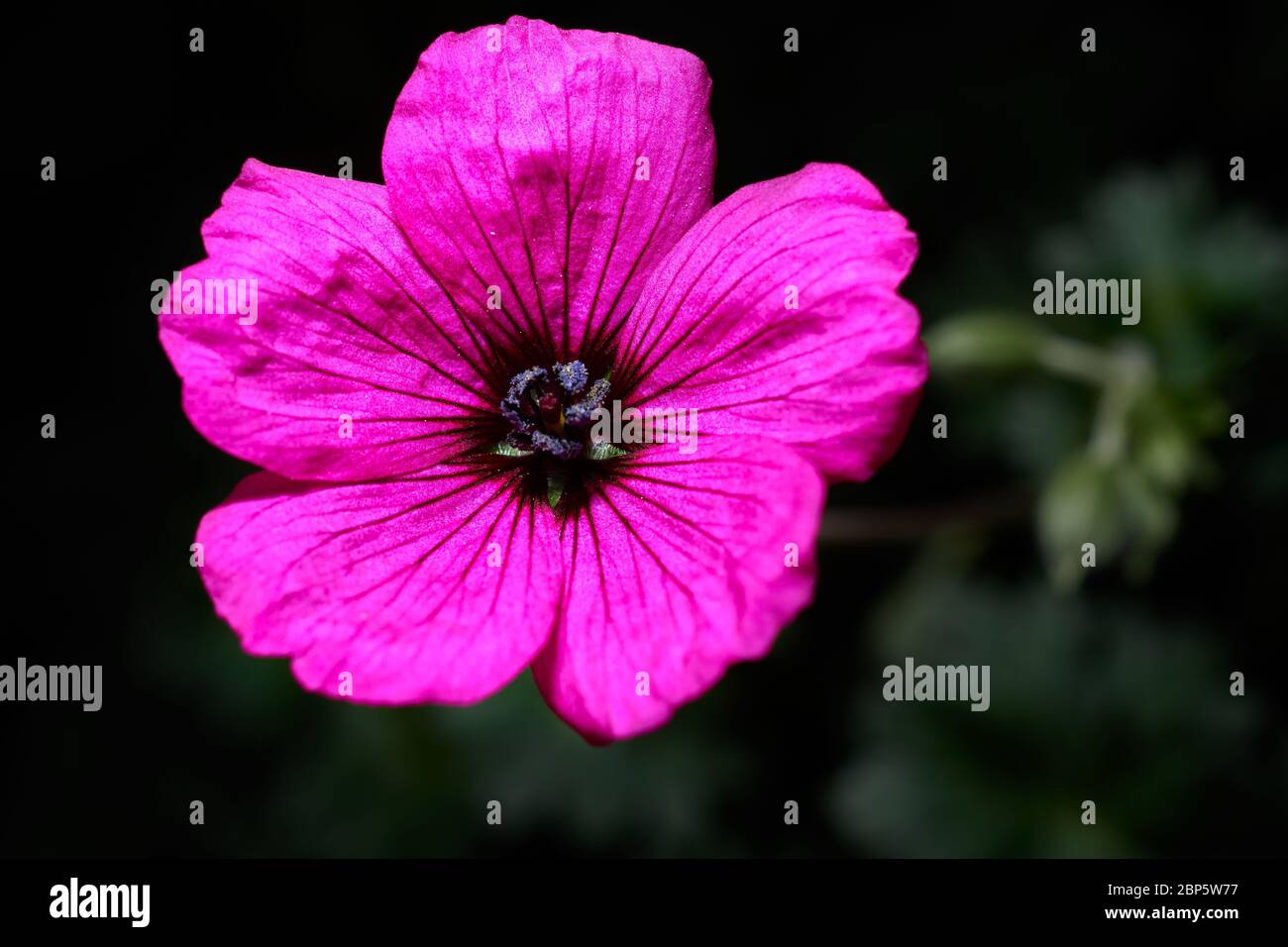 Single geranium flower (cinereum jolly jewel Stock Photo - Alamy