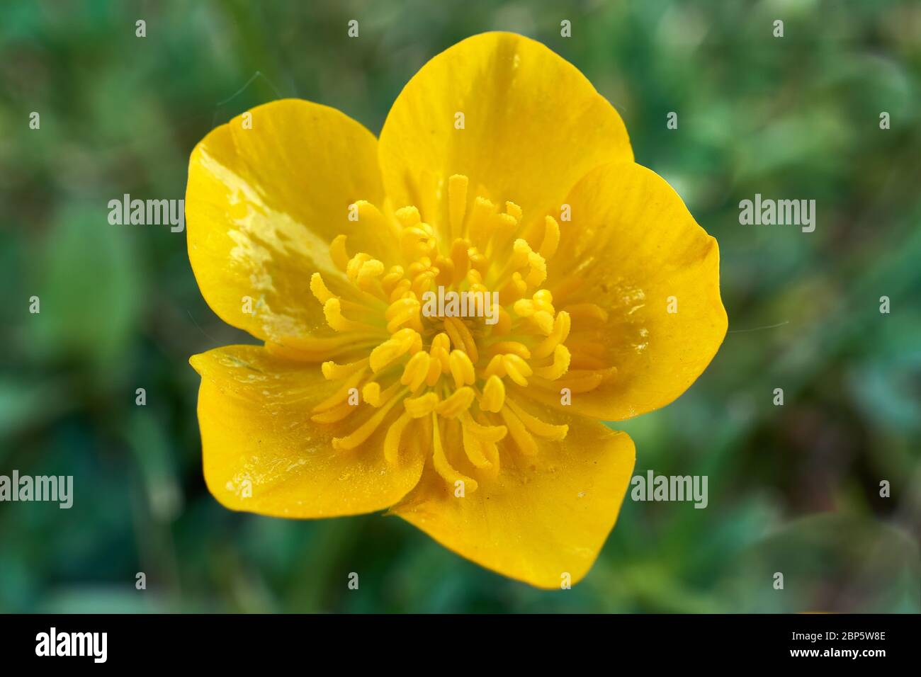 The golden colours of a buttercup flower blooming in an english grden ...
