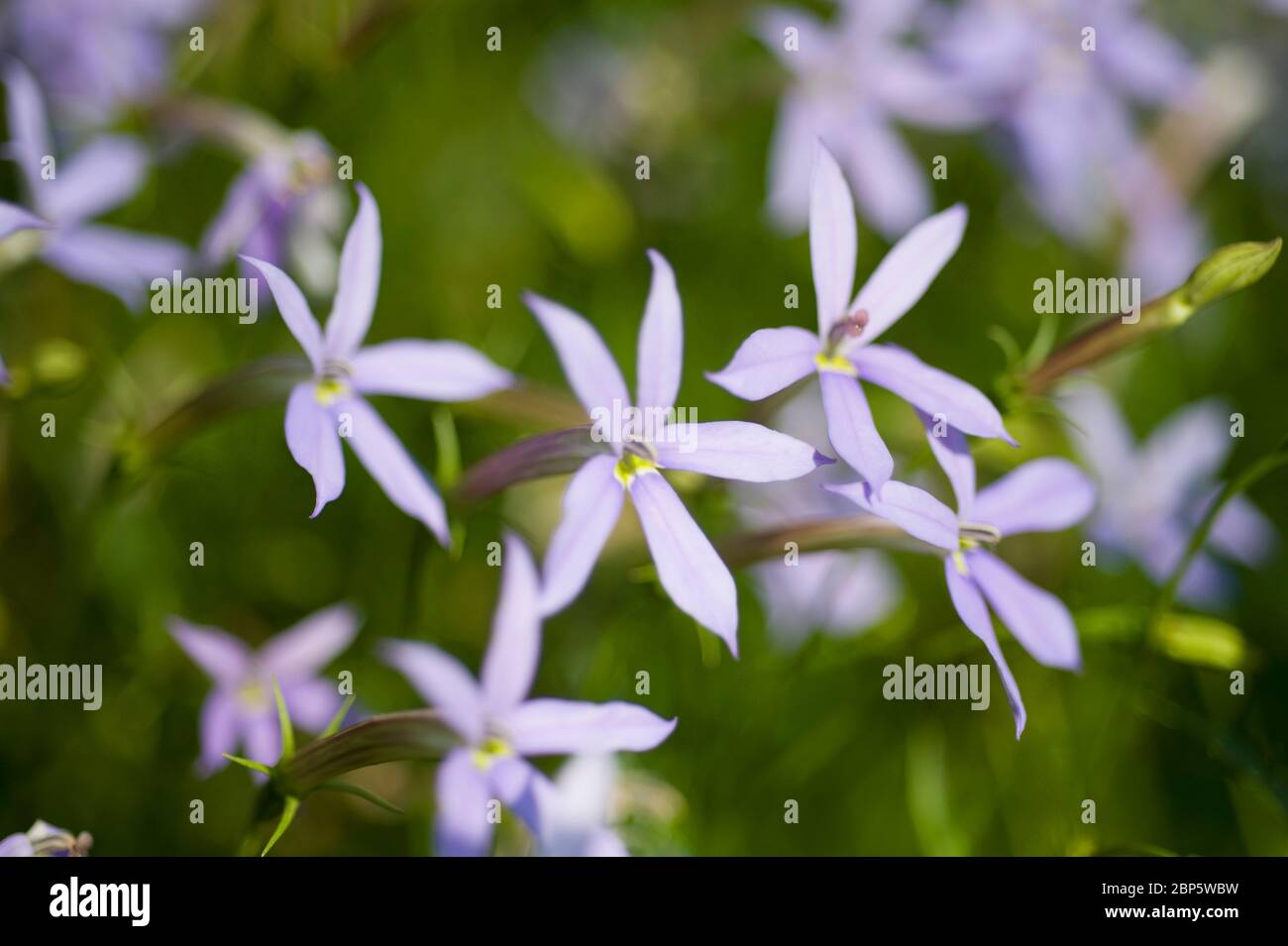Isotoma ‘avant garde blue’ Stock Photo - Alamy