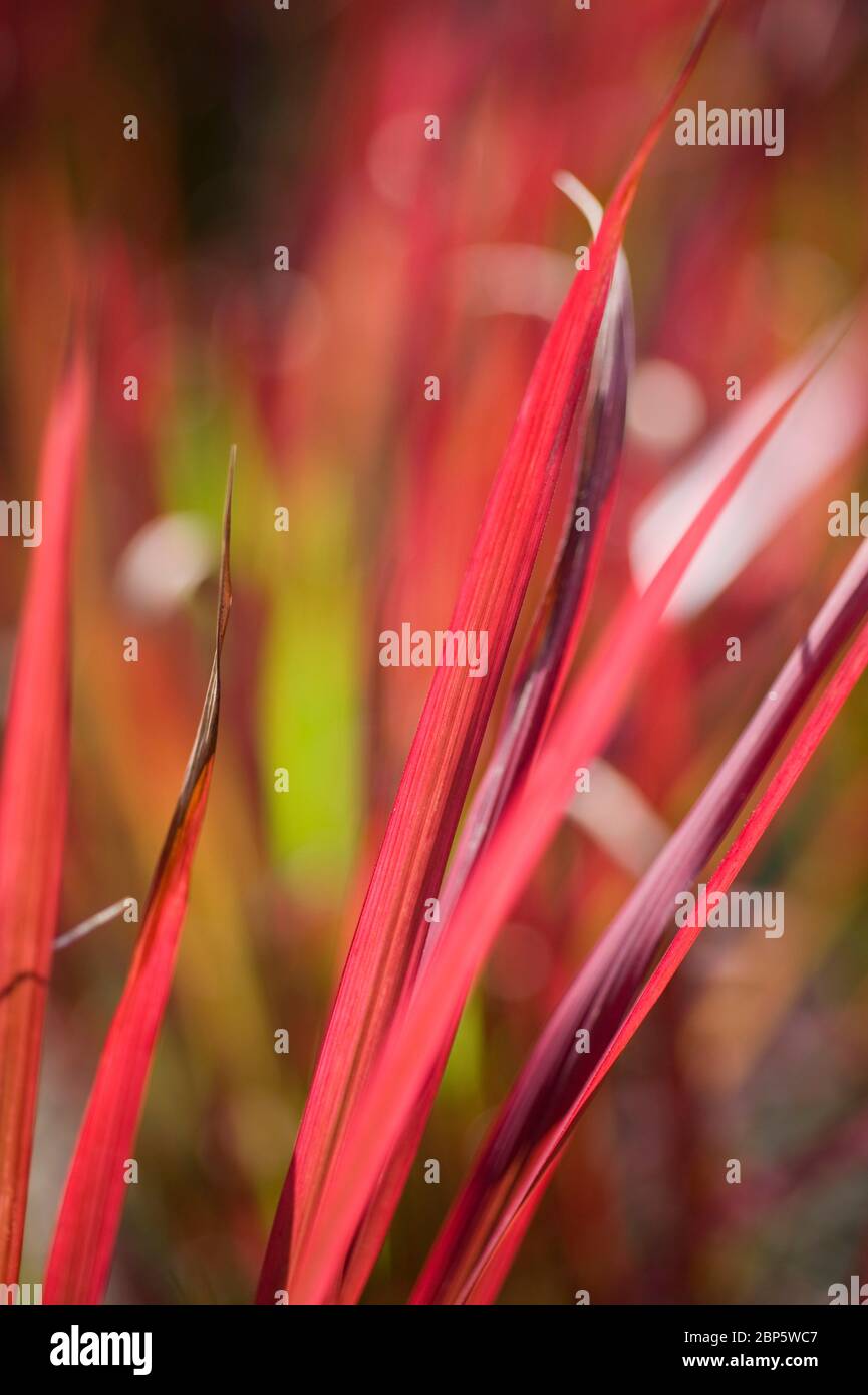 Imperata cylindrica ‘rubra’, speargrass, cogon grass Stock Photo - Alamy