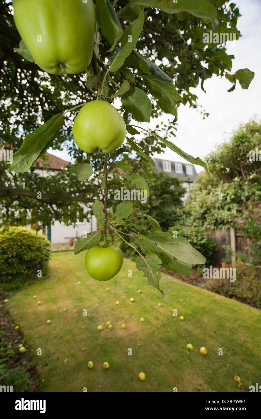 Fresh bramley hi-res stock photography and images - Alamy