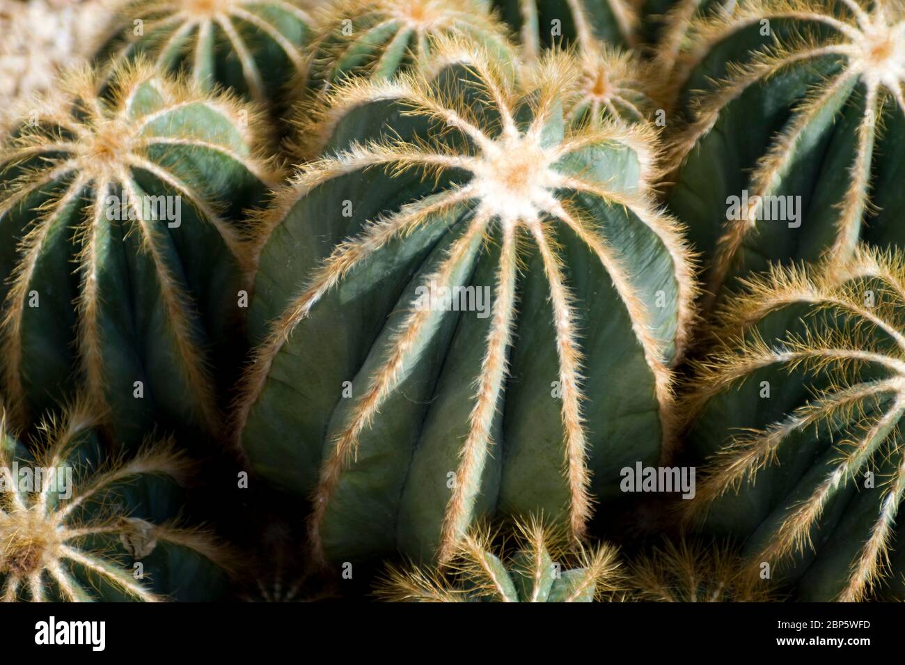 Parodia magnifica hi-res stock photography and images - Alamy