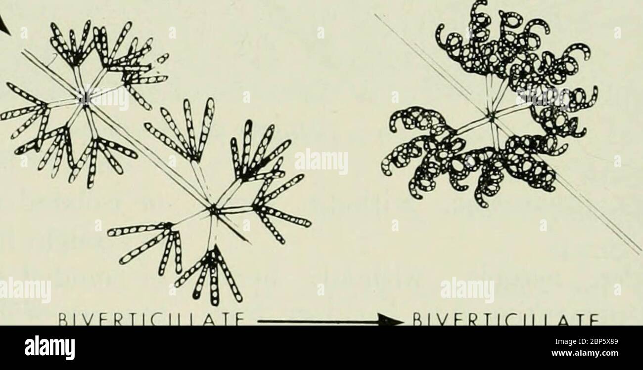 Actinomycetes hi-res stock photography and images - Alamy