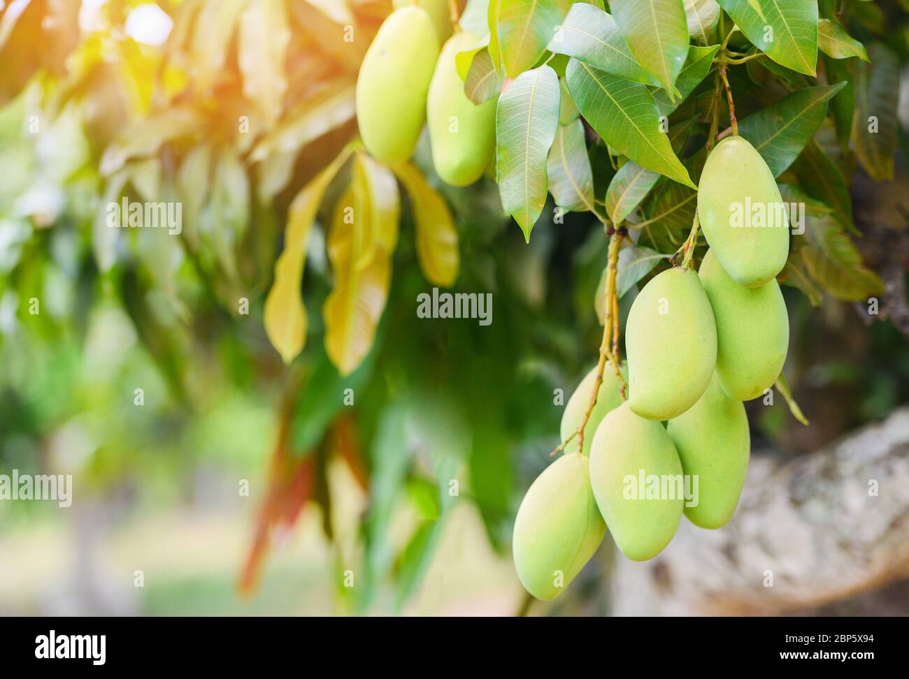 raw mango hanging on tree with leaf background in summer fruit garden ...