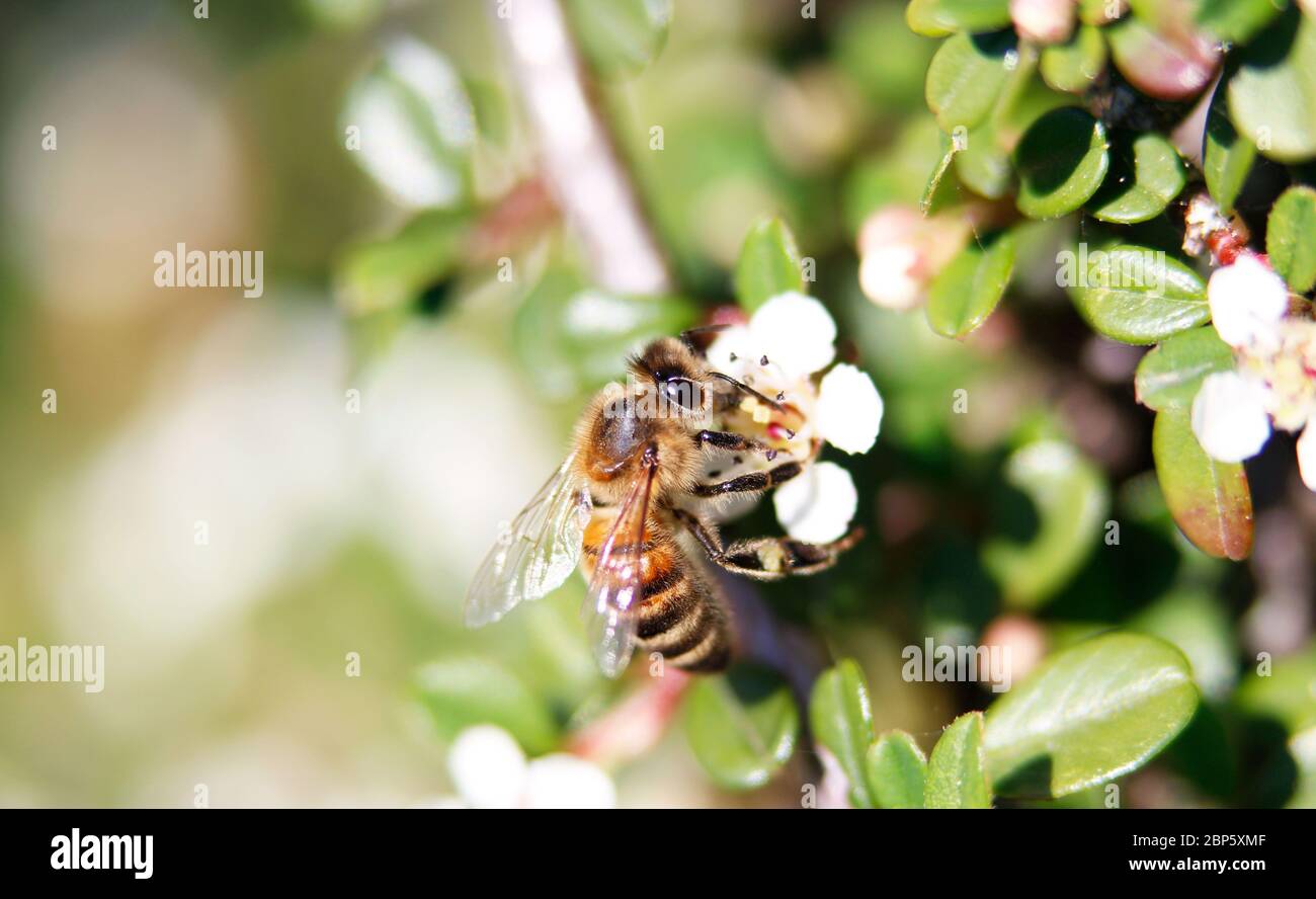 Close up of a bee collecting nectar Stock Photo - Alamy