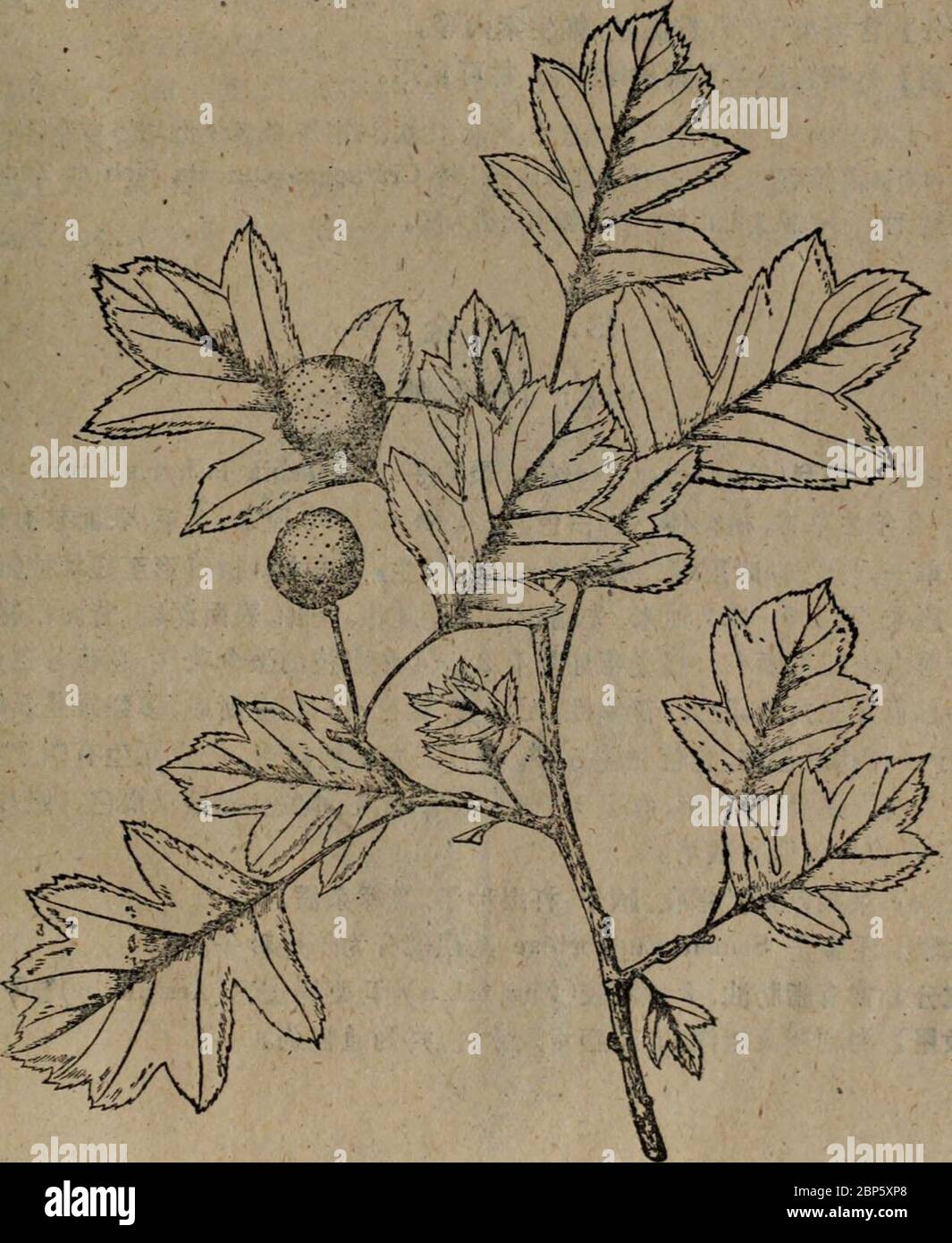 "dong bei zhi wu yao tu zhi" (1959 Stock Photo - Alamy