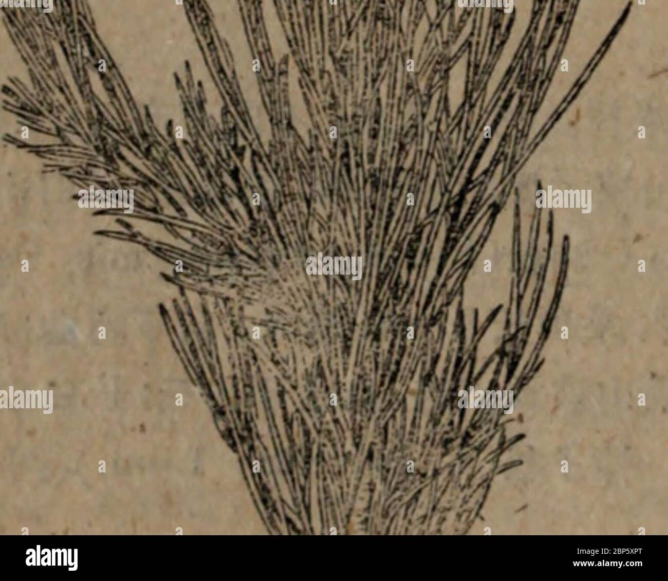 "dong bei zhi wu yao tu zhi" (1959 Stock Photo - Alamy